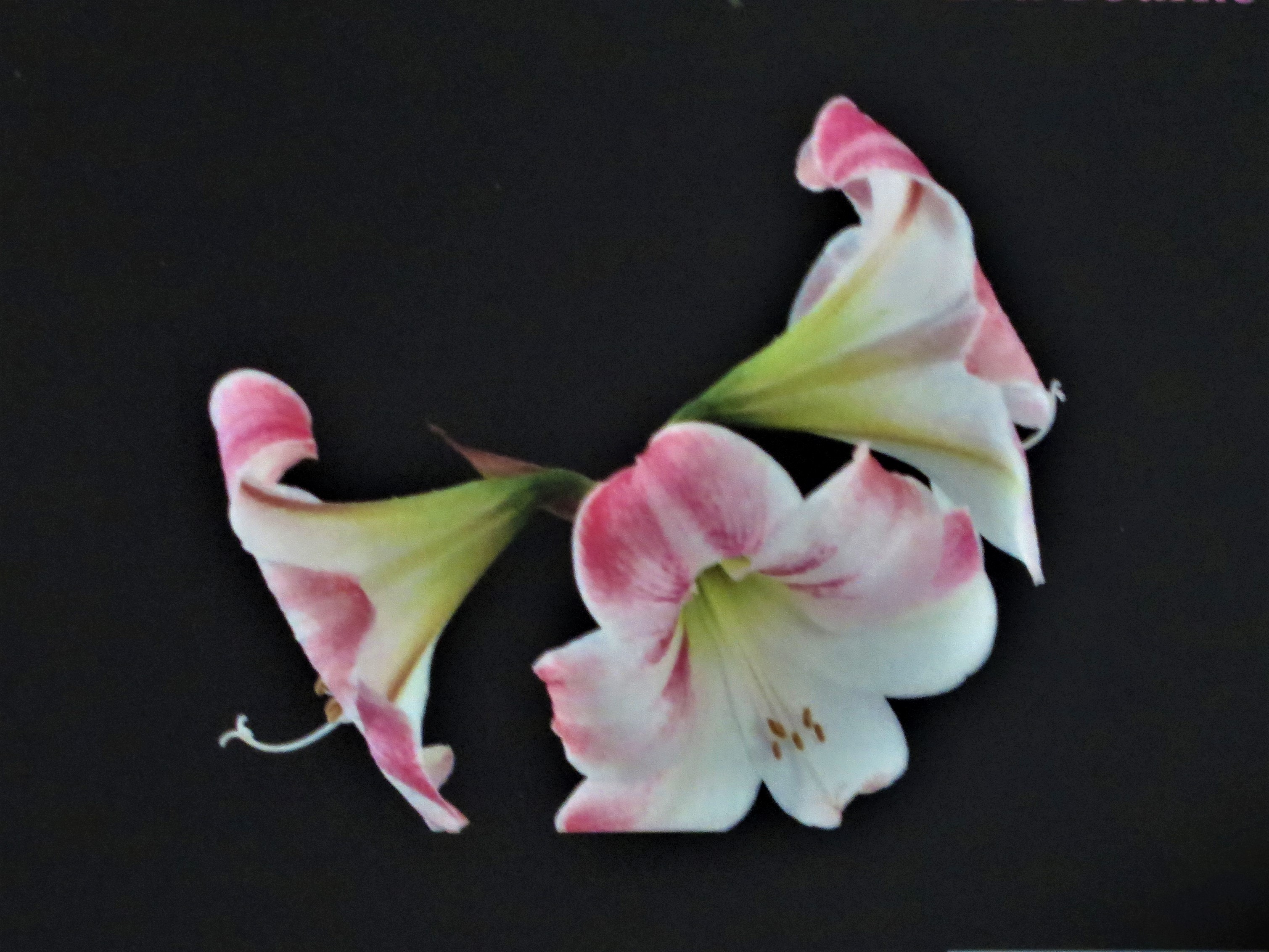 ‘After Image’ Poetry Book by Mary Turley-McGrath | CAROLE DI TOSTI